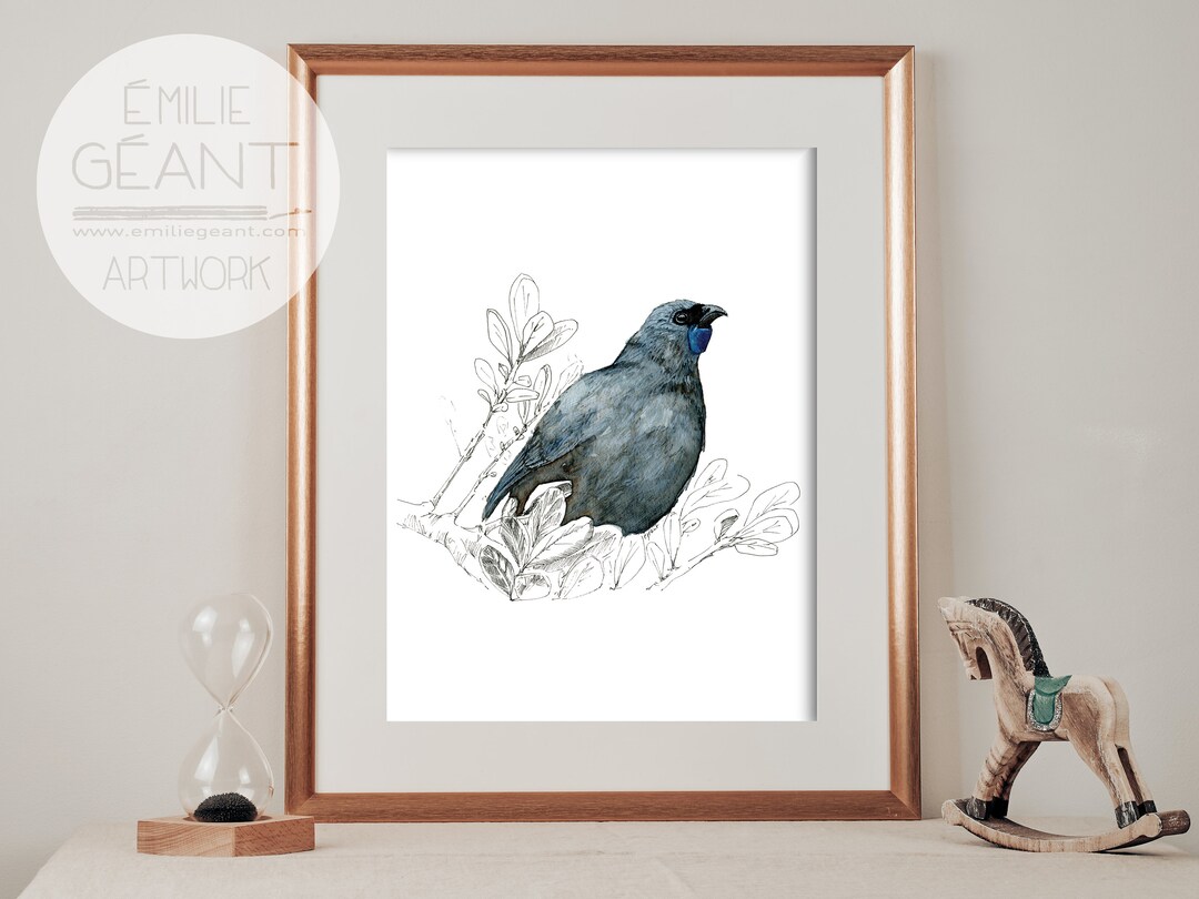 New Zealand Native Bird Kokako Print - Etsy