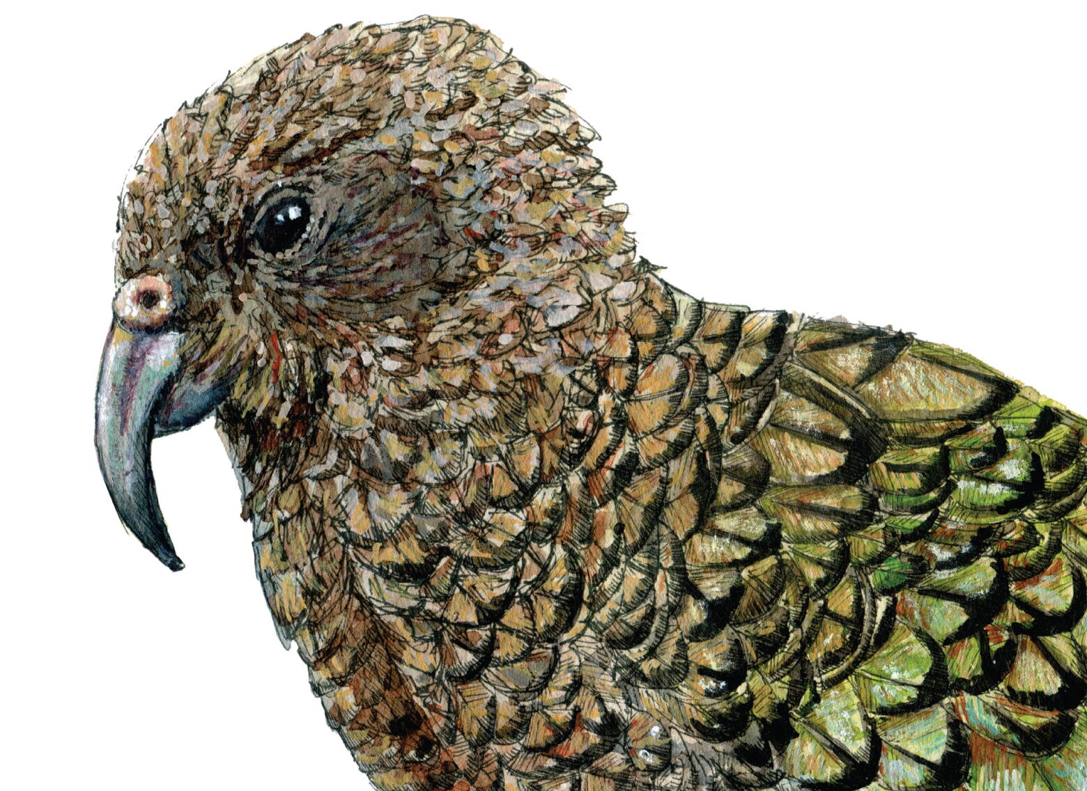 Kea Print Native Bird of New Zealand Painting - Etsy