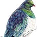 Kereru Bird, New Zealand Native Wood Pigeon Illustration, Print - Etsy ...