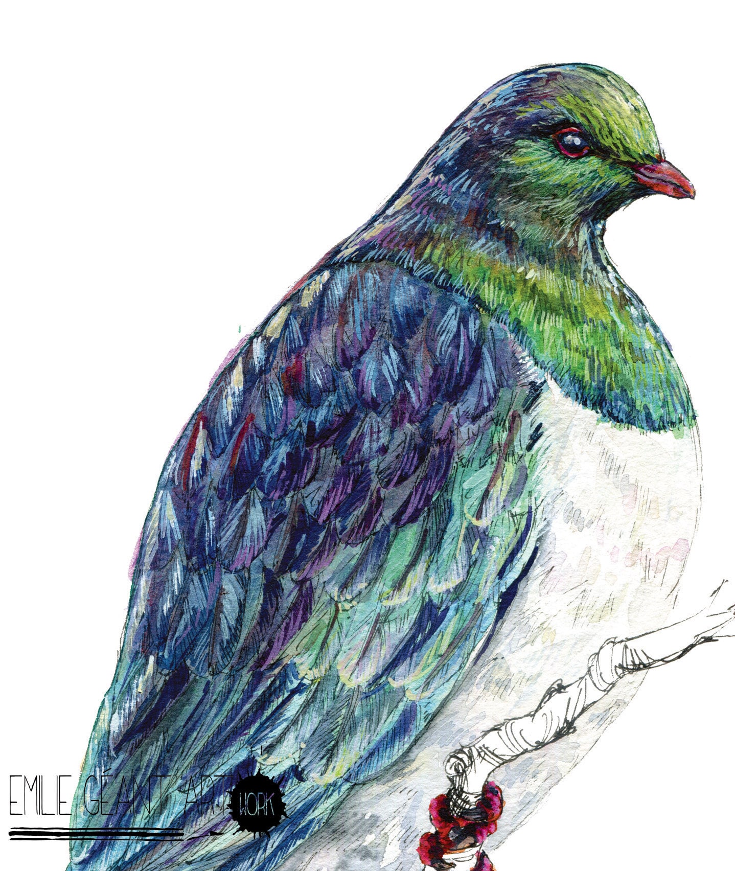 Kereru Bird, New Zealand Native Wood Pigeon Illustration, Print - Etsy ...