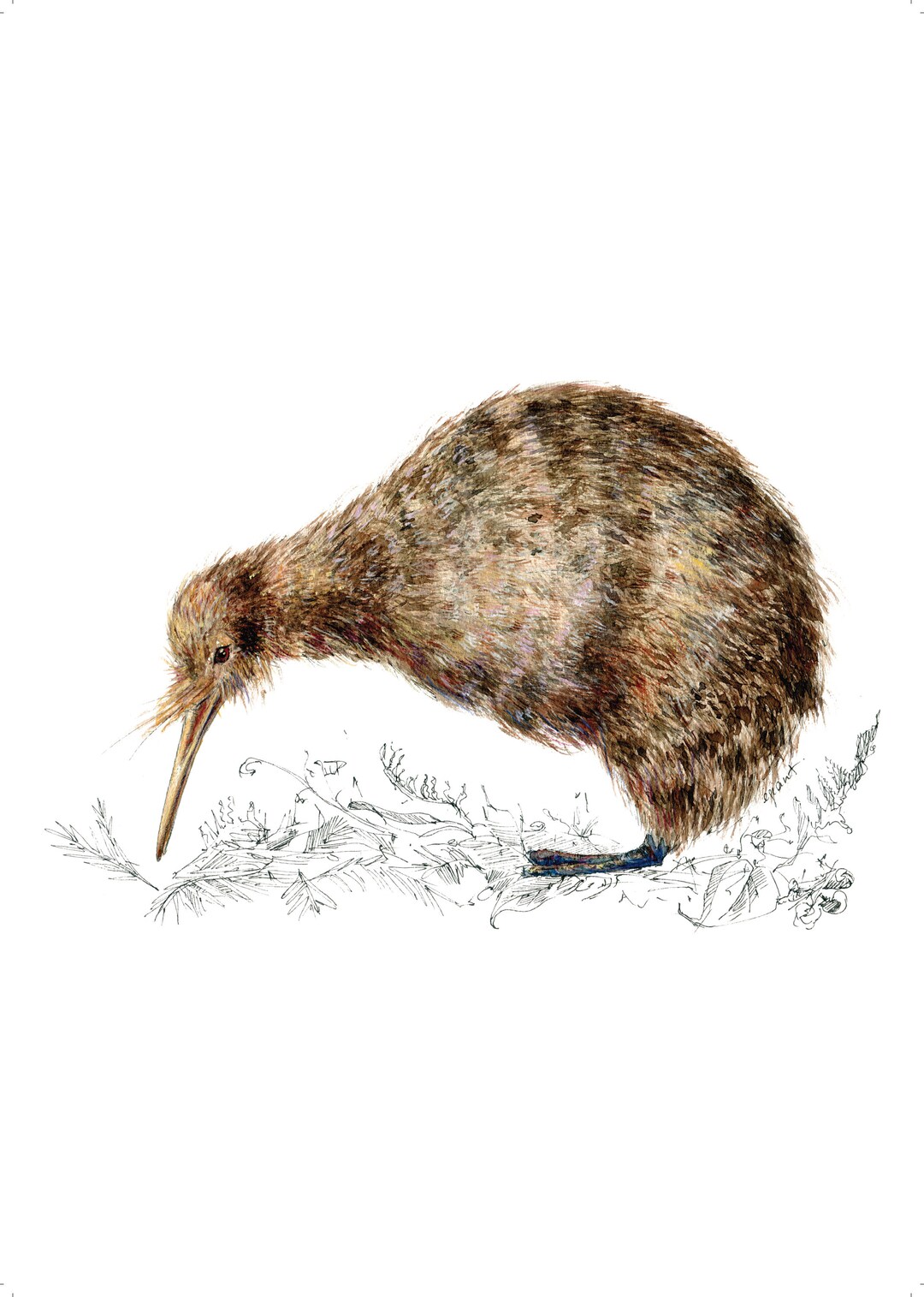 Kiwi Print Native Bird of New Zealand - Etsy