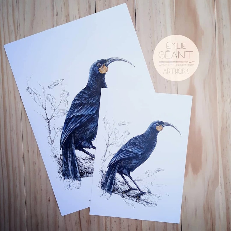Huia New Zealand Native Bird Print - Etsy New Zealand