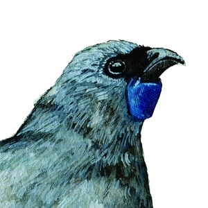 New Zealand Native Bird Kokako Print - Etsy