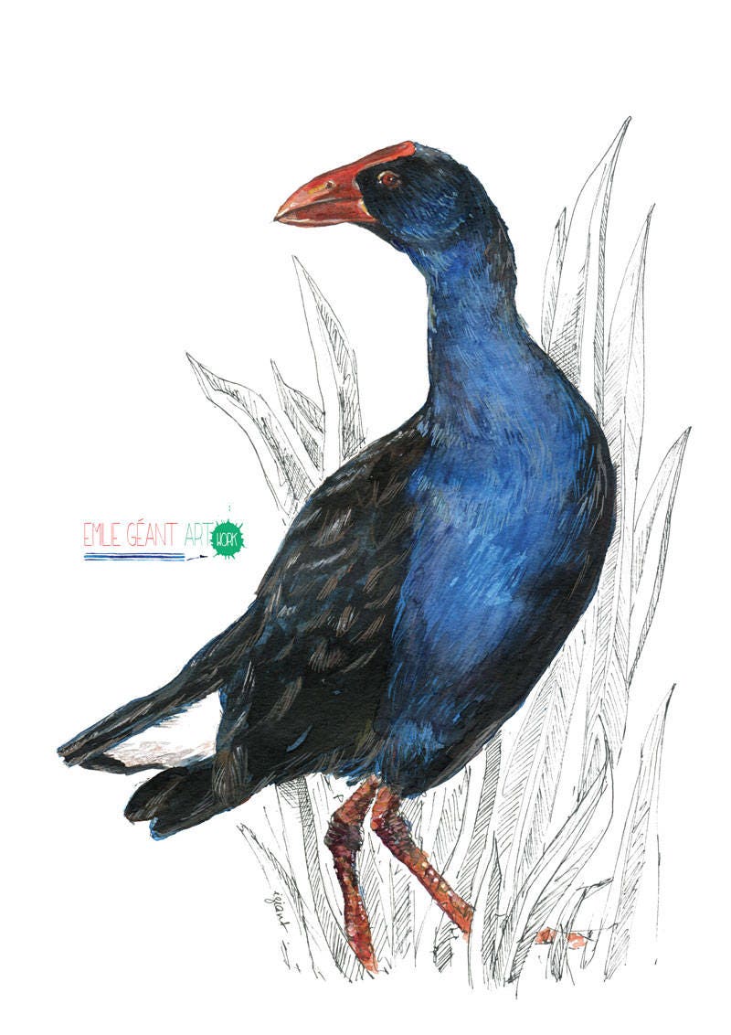 Pukeko Art Print , New Zealand Native Bird - Etsy