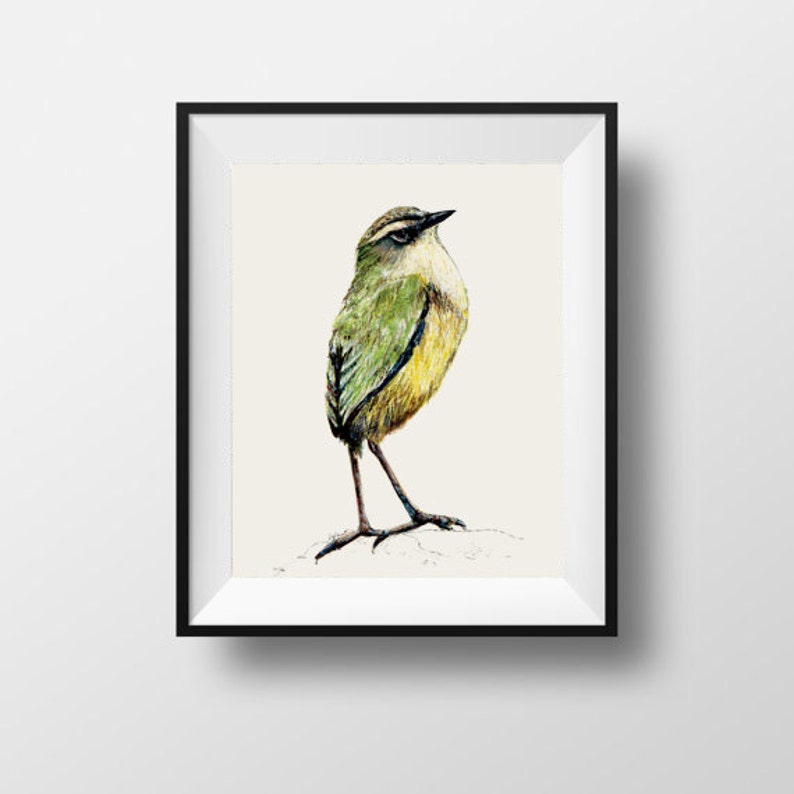 New Zealand Native Bird Tuke or Rock Wren Illustrated Large Print From ...