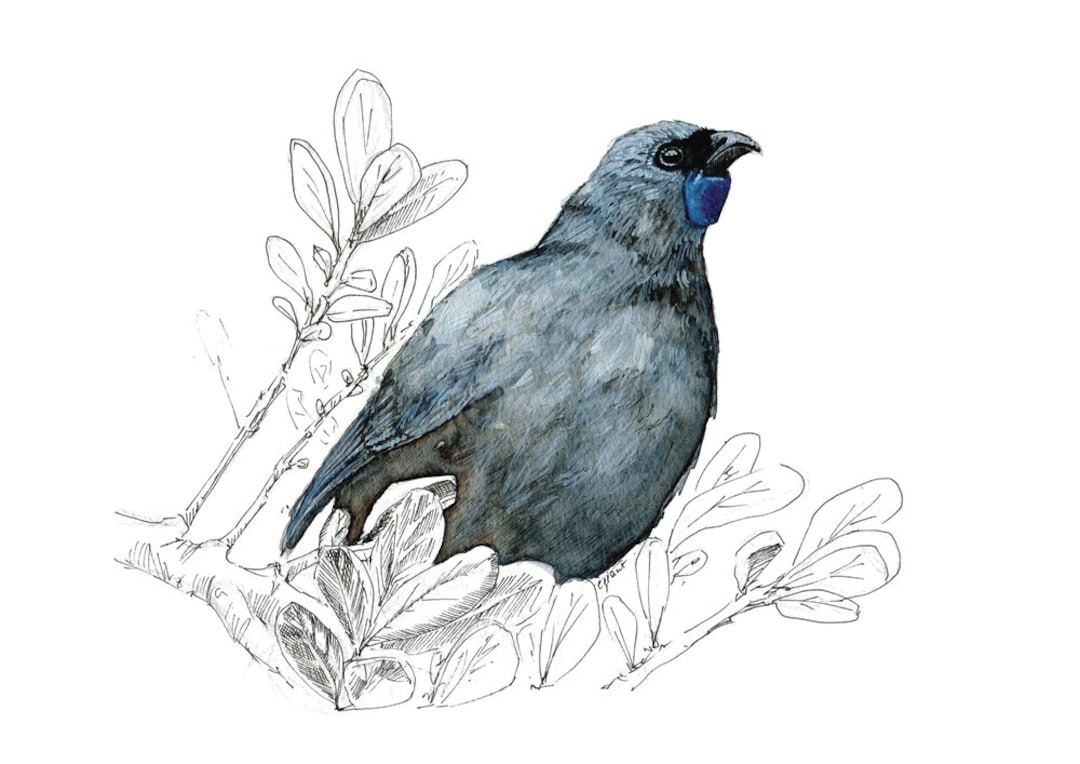 New Zealand Native Bird Kokako Print - Etsy