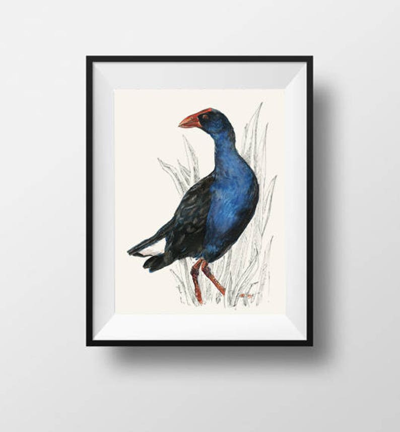 Pukeko Art Print , New Zealand Native Bird - Etsy