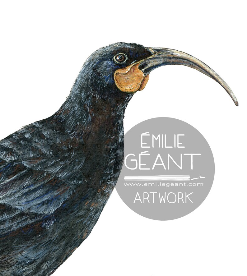 Huia New Zealand Native Bird Print - Etsy New Zealand