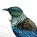 Tui Print, Native Bird of New Zealand Painting - Etsy