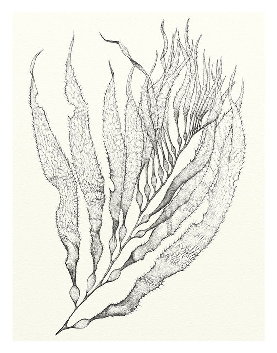 Drawing Of Kelp