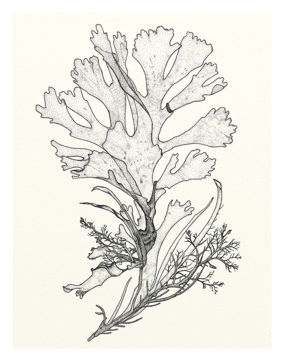 Seaweed Drawing