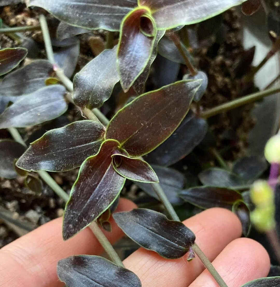 Live Tradescantia jose Puig Gibasis CUTTINGS - Etsy
