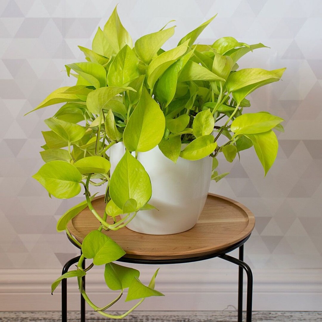 Exotic Neon Pothos Houseplant Rooted Indoors/outdoors Evergreen Pothos ...