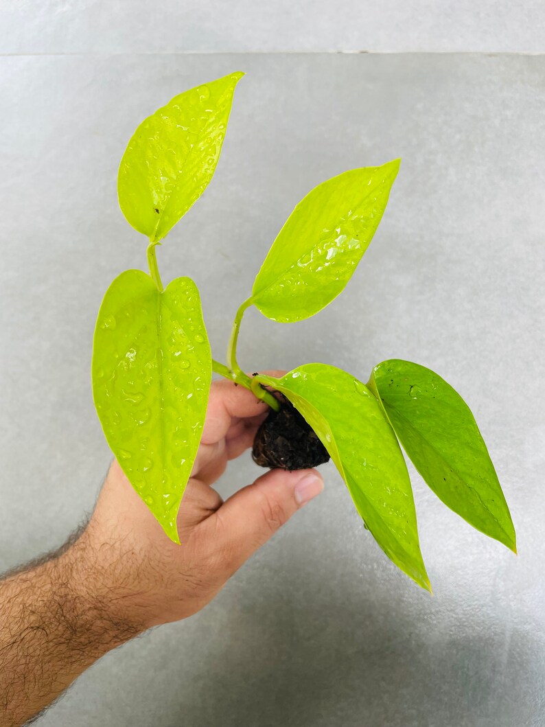 Exotic Neon Pothos Houseplant Rooted Indoors/outdoors - Etsy