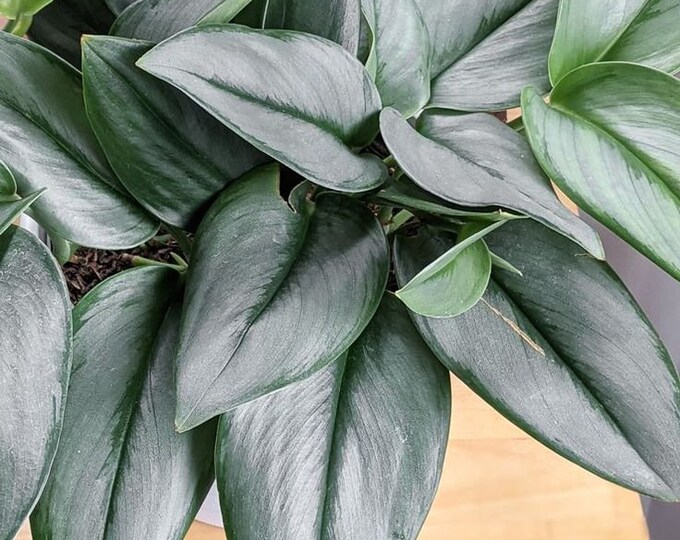 Exotic Rare LIVE Moonlight Pothos Houseplant Sterling Silver Scindapsus ...