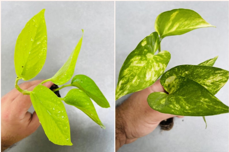 Exotic Neon Pothos Houseplant Rooted Indoors/outdoors - Etsy