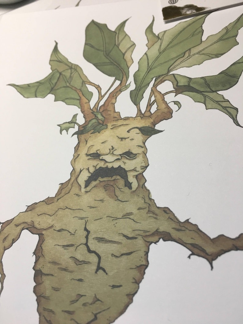 Mandrake Watercolor Art Illustration Print - Etsy
