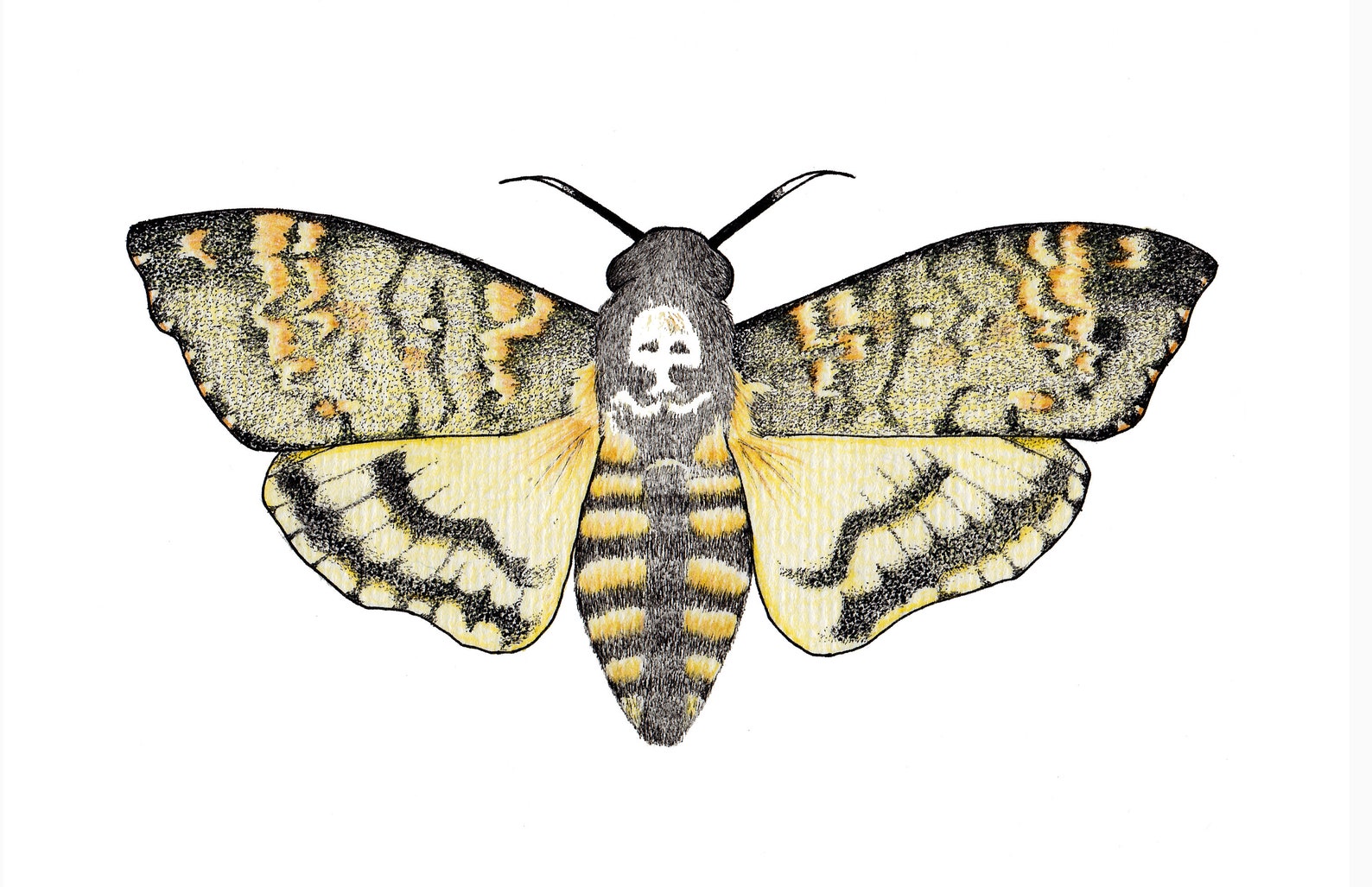 Original Death Moth Illustration Watercolor Art - Etsy