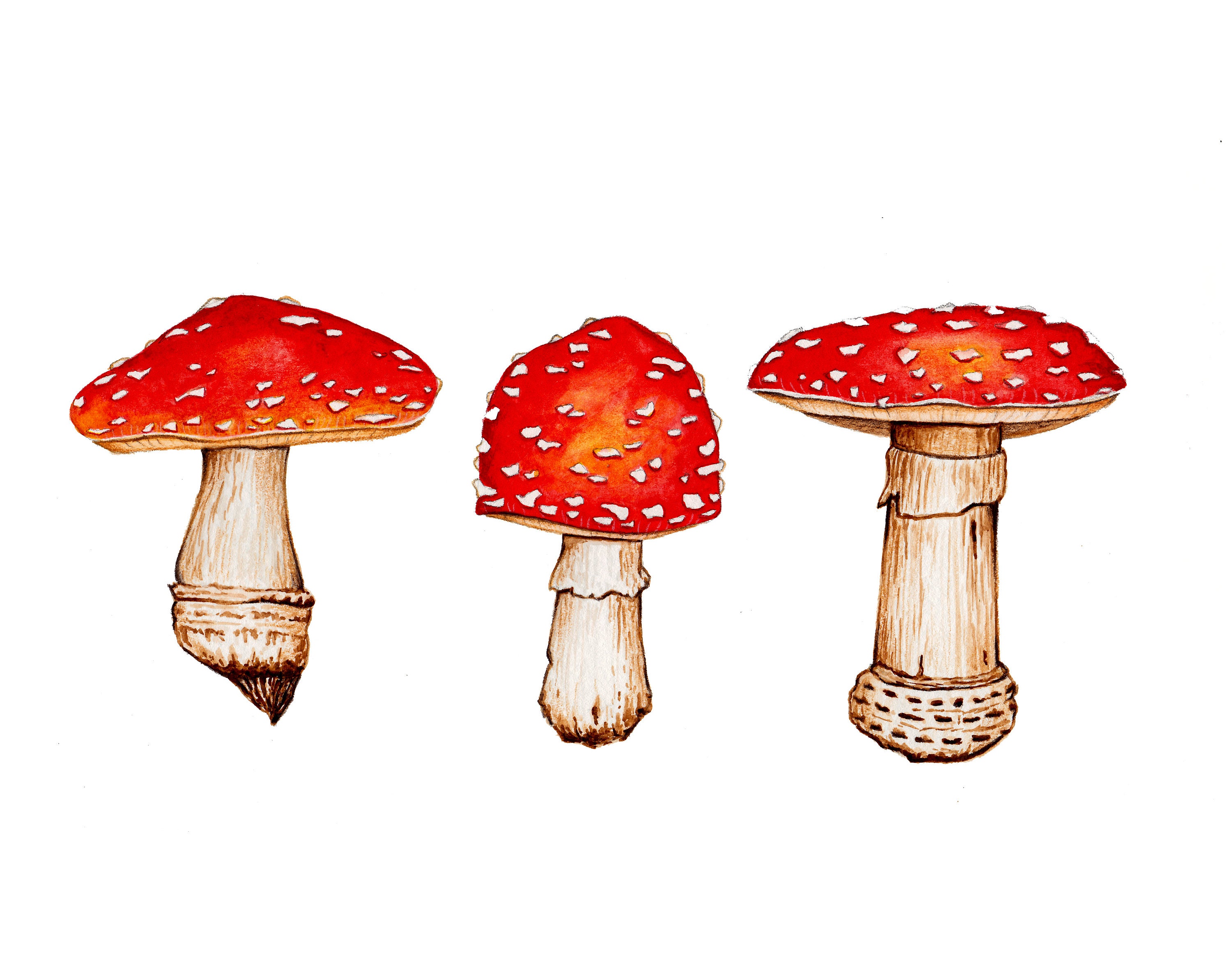 Three Red Mushrooms watercolor illustration print | Etsy