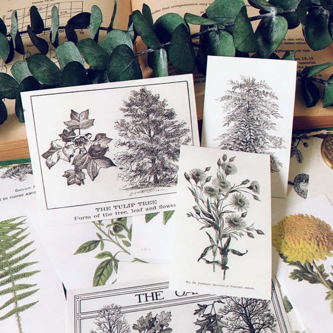 Botanical Illustration Collage Paper, Vintage Flower and Plants ...
