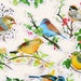 Birds Sticker Pack, Songbird Bird Stickers, Ephemera, Animals Die-cut ...