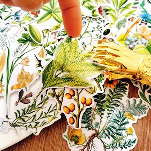 50PCS Vintage Plants Stickers Pack, Translucent Flowers Sticker Sack ...