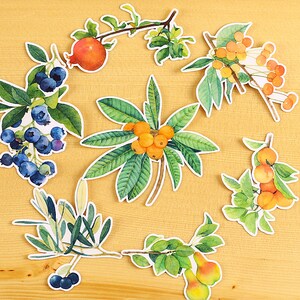 Wild Berries Stickers Pack, Botanical, Plant Sticker Pack, Blueberry ...