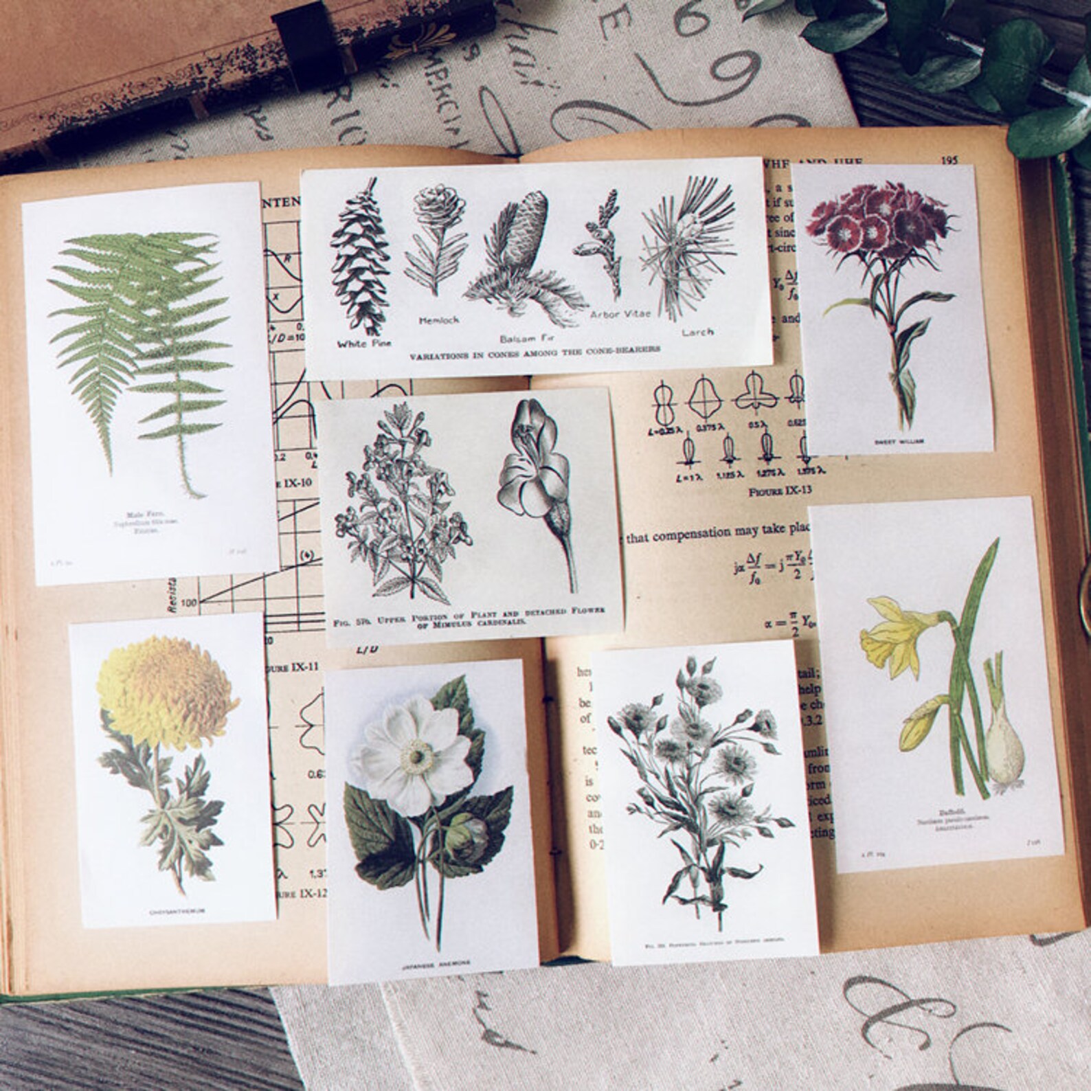 Botanical Illustration Collage Paper, Vintage Flower and Plants ...