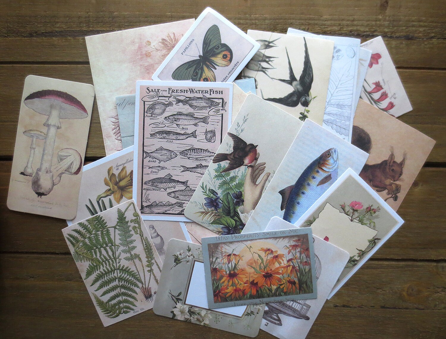 Natural Science Themed Ephemera Kit for Junk Journaling Paper | Etsy