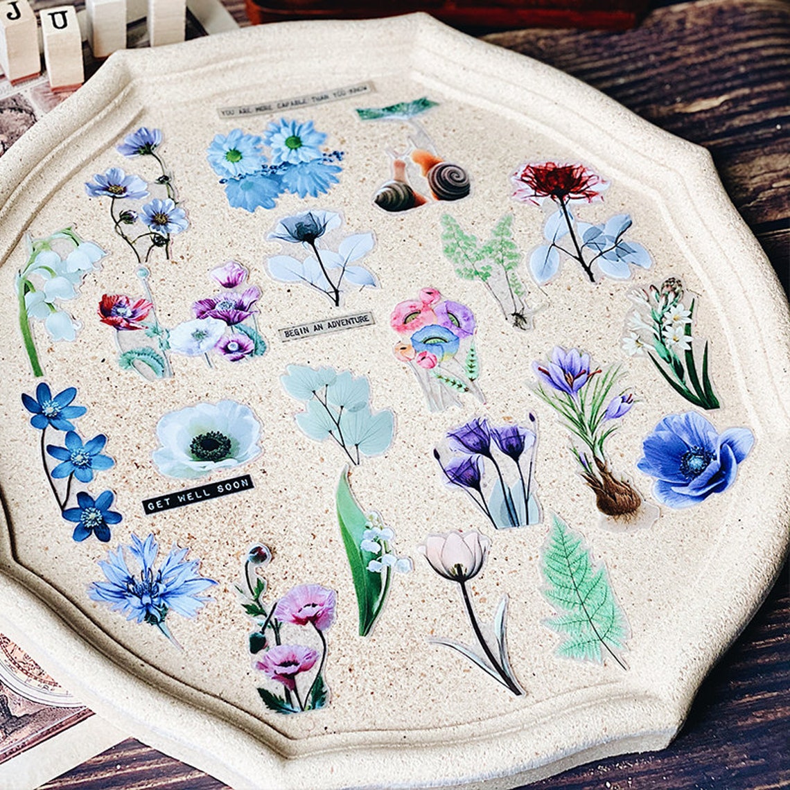 55PCS Natural Science Illustration Stickers Pack C | Etsy