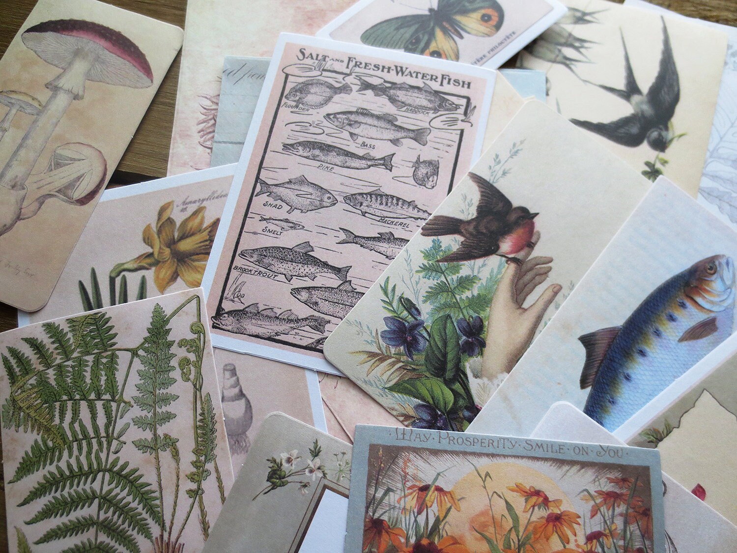 Natural Science Themed Ephemera Kit for Junk Journaling Paper | Etsy