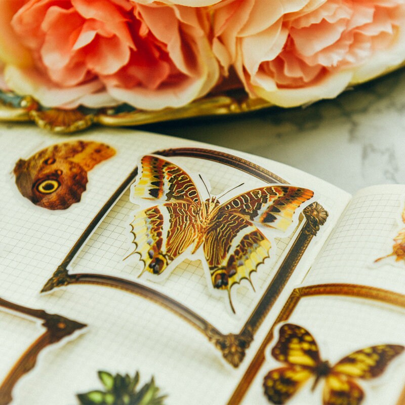 33 PCS Museum Specimen Collection Stickers Pack, Translucent Butterfly ...