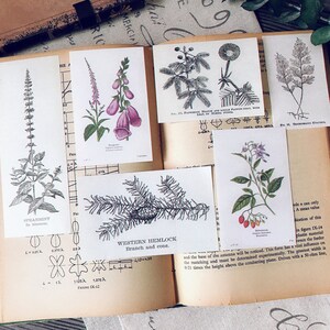 Botanical Illustration Collage Paper, Vintage Flower and Plants ...