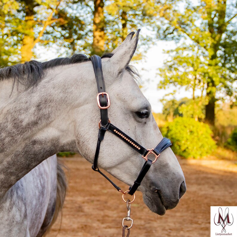 Leather Halter Rose Gold Black Head Collar Horse Show Halter - Etsy