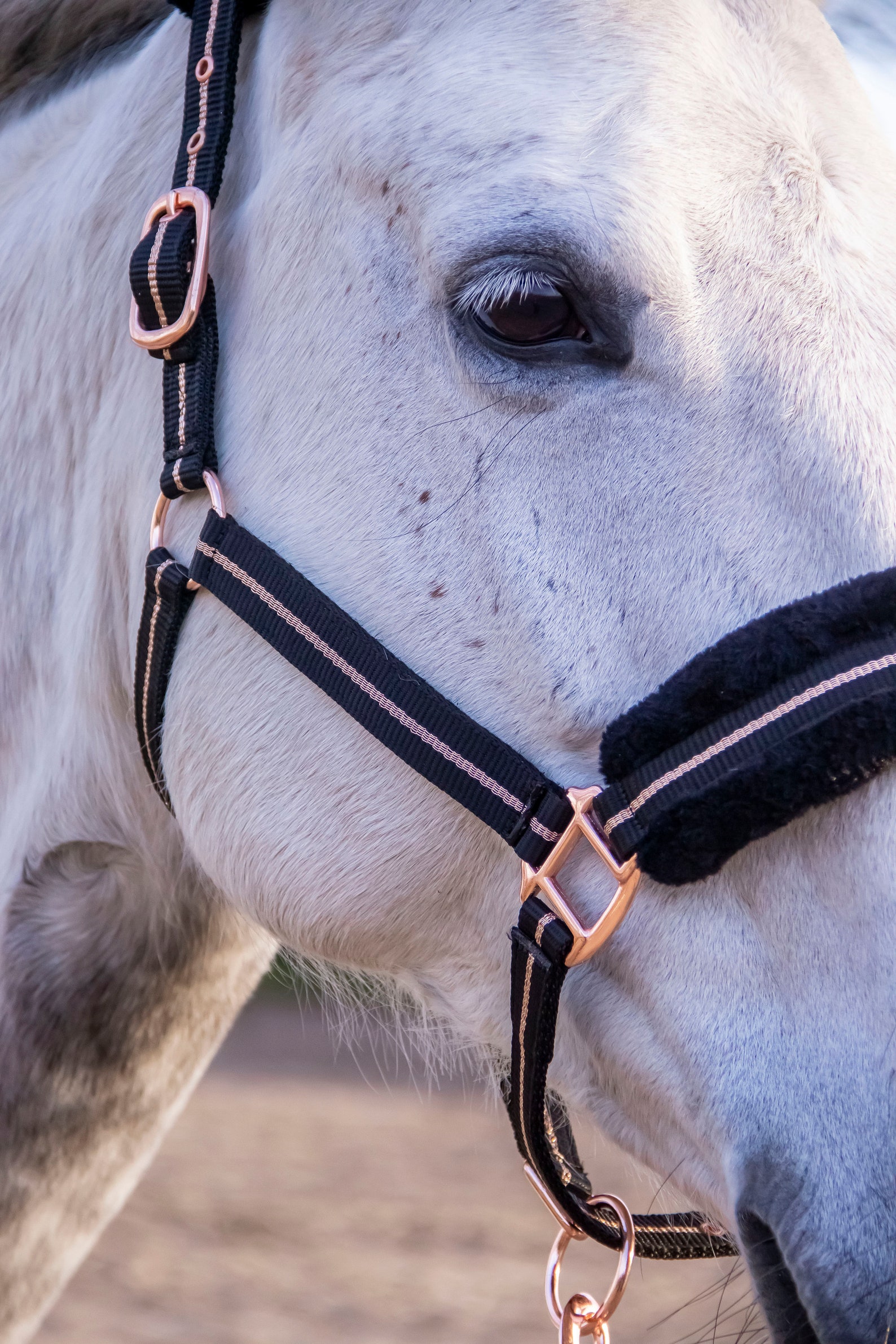 Rose Gold Halster in Blue or Black, Fur Halter Horse, Pony Halter Rose ...