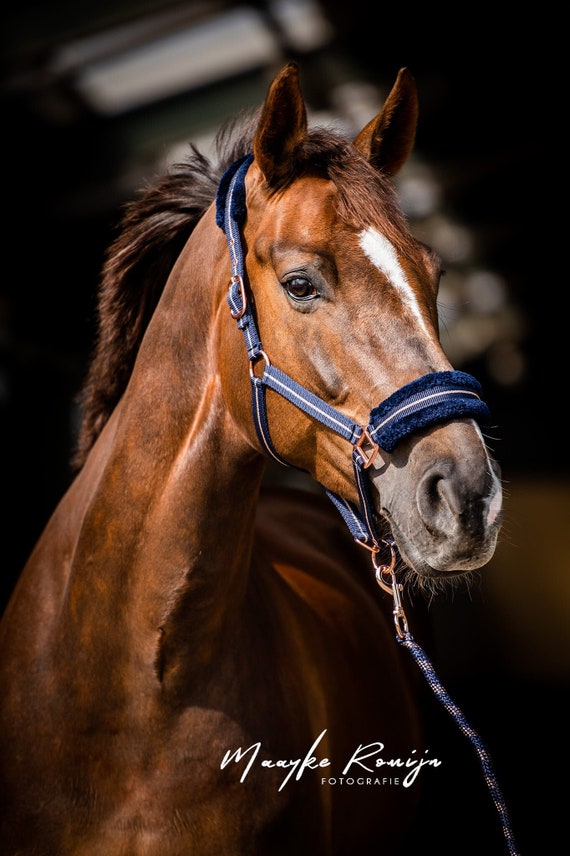 Rose Gold Halster in Blue or Black Fur Halter Horse Pony - Etsy