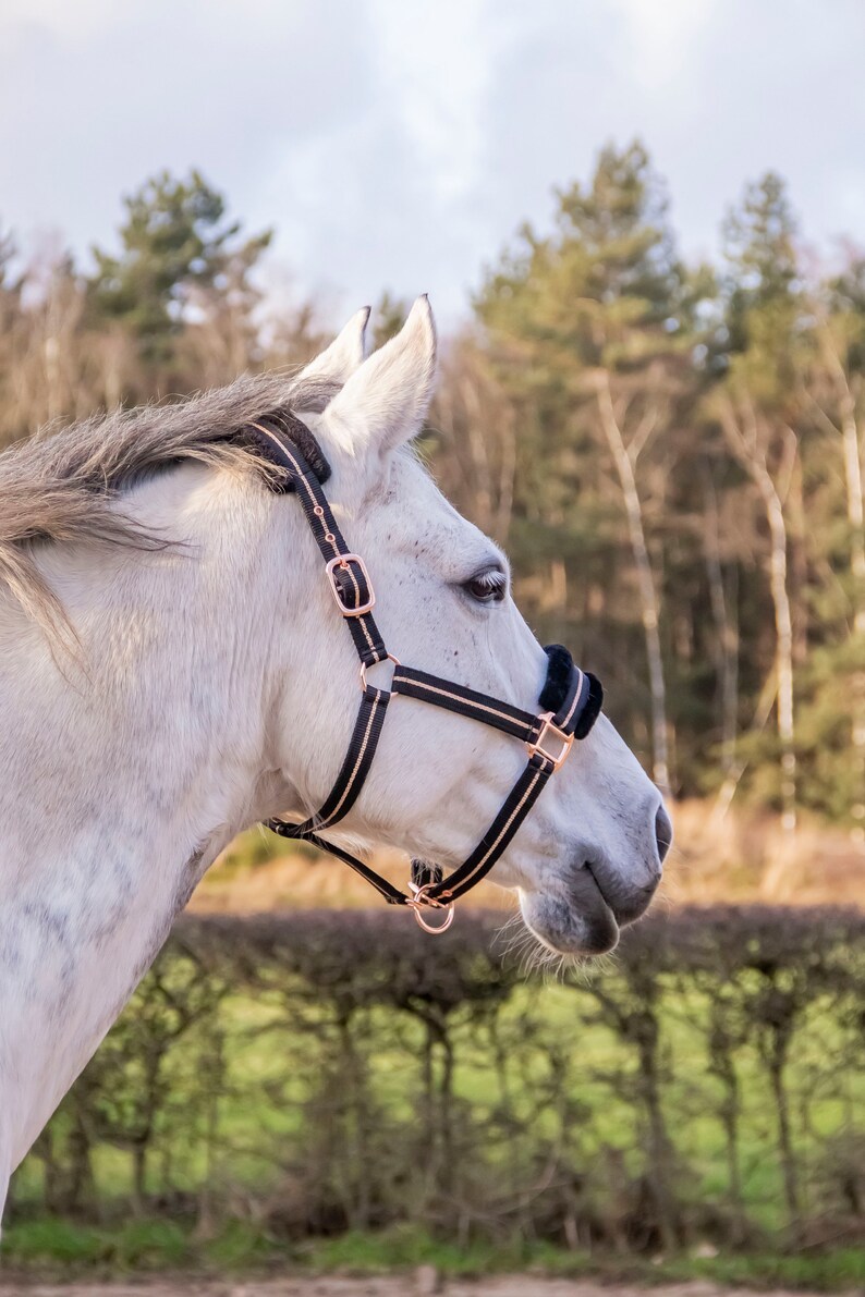 Rose Gold Halster in Blue or Black, Fur Halter Horse, Pony Halter Rose ...