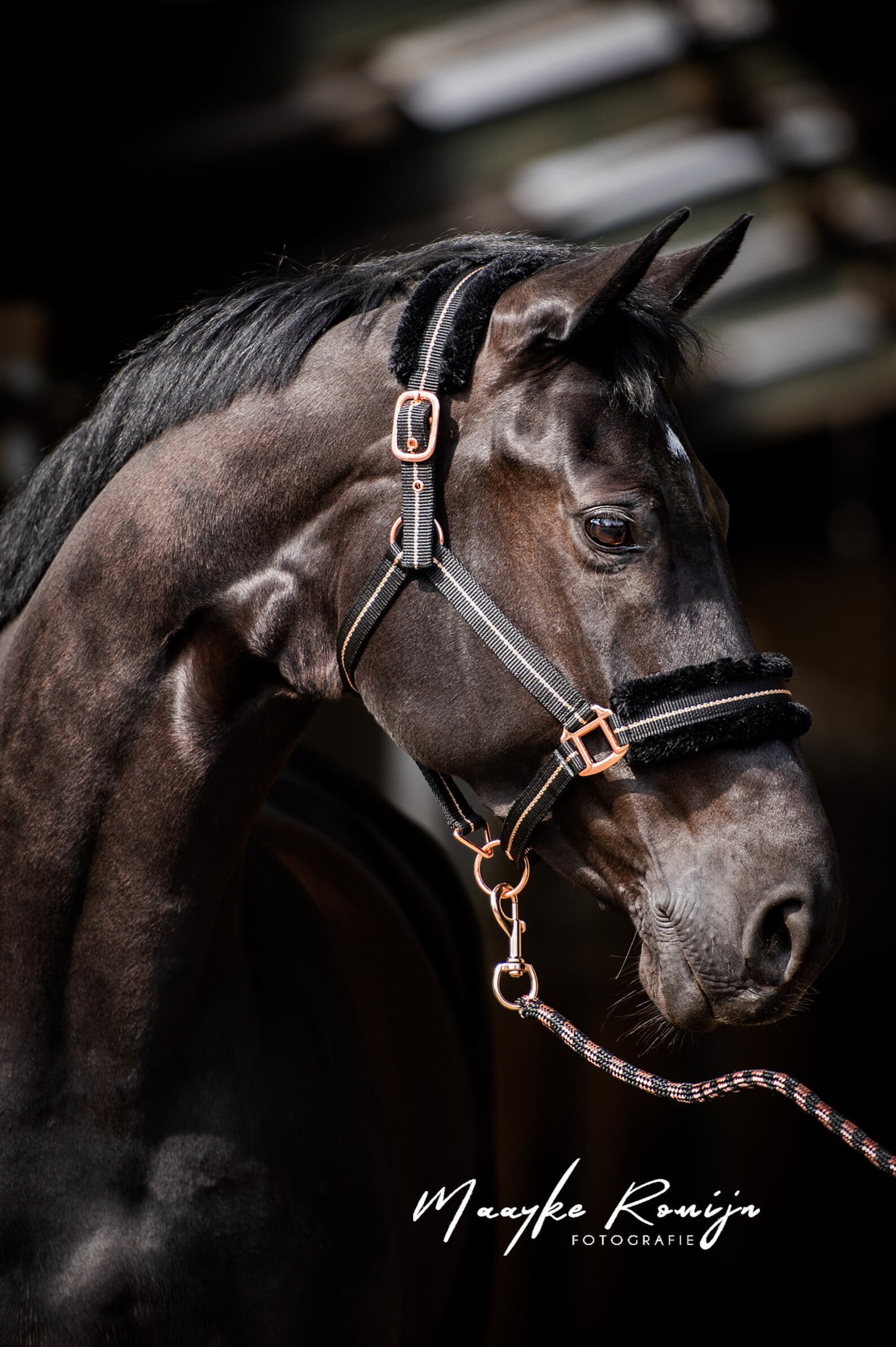 Rose Gold Halster in Blue or Black, Fur Halter Horse, Pony Halter Rose ...