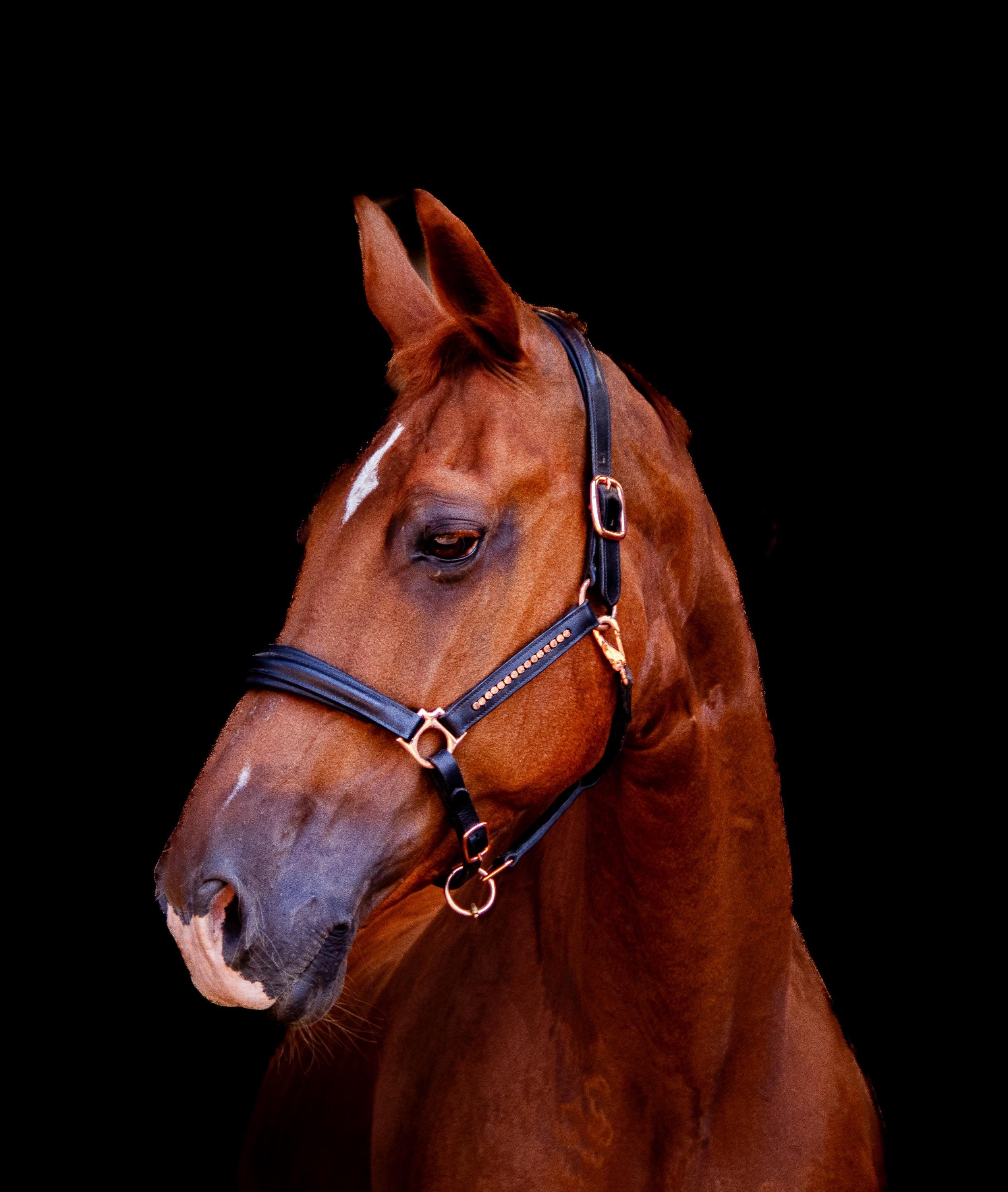 Leather Halter Rose Gold, Black Head Collar Horse, Show Halter Rose ...