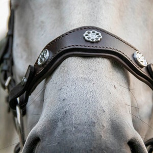 Hackamore Noseband in Baroque Style Star Wheel, Black Noseband and ...