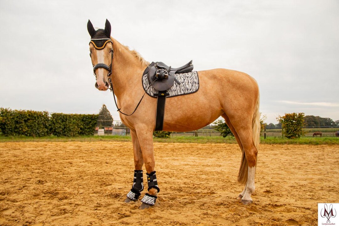 Zebra Saddle Pad Set in Dressage and Jumping Size, Optional Fly Bonnet ...
