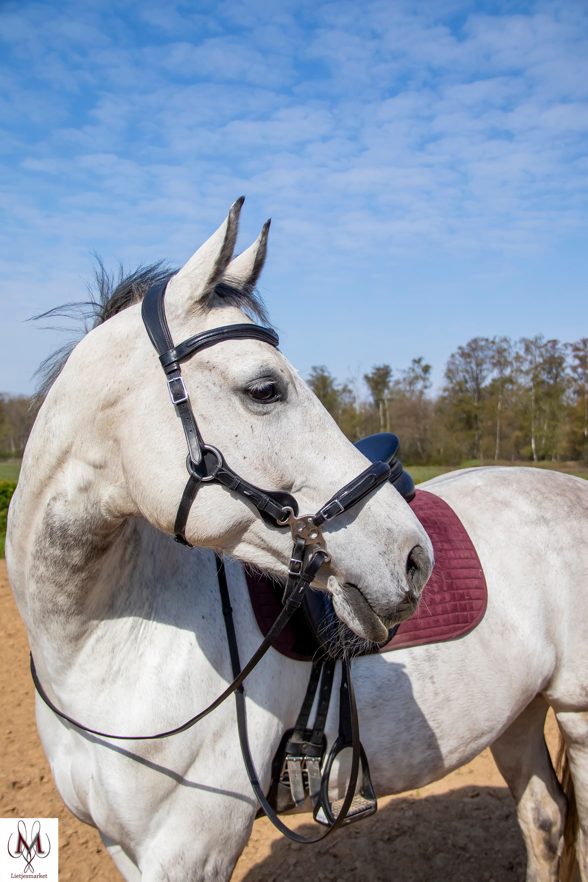 Hackamore Bridle FRA Calli, Horse Tack Love Hackamore, Havanna Hackamore Bridle, Black Bitless ...