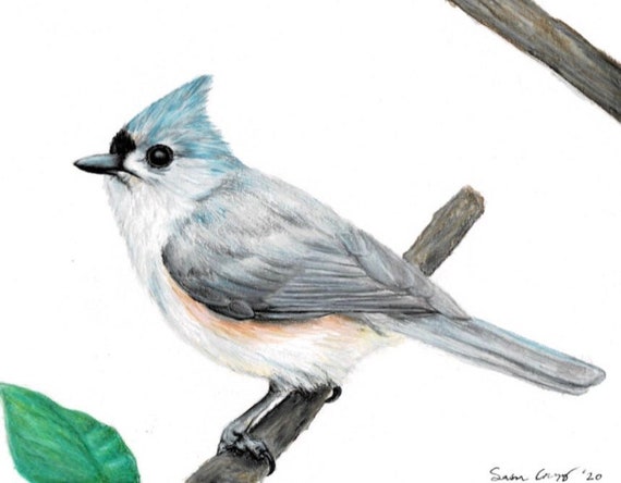 Tufted Titmouse Print Handmade Watercolor & Colored Pencil - Etsy