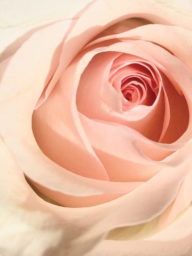 Pink Rose Note Card, Rose Greeting Card, Floral Note Cards, Botanical ...