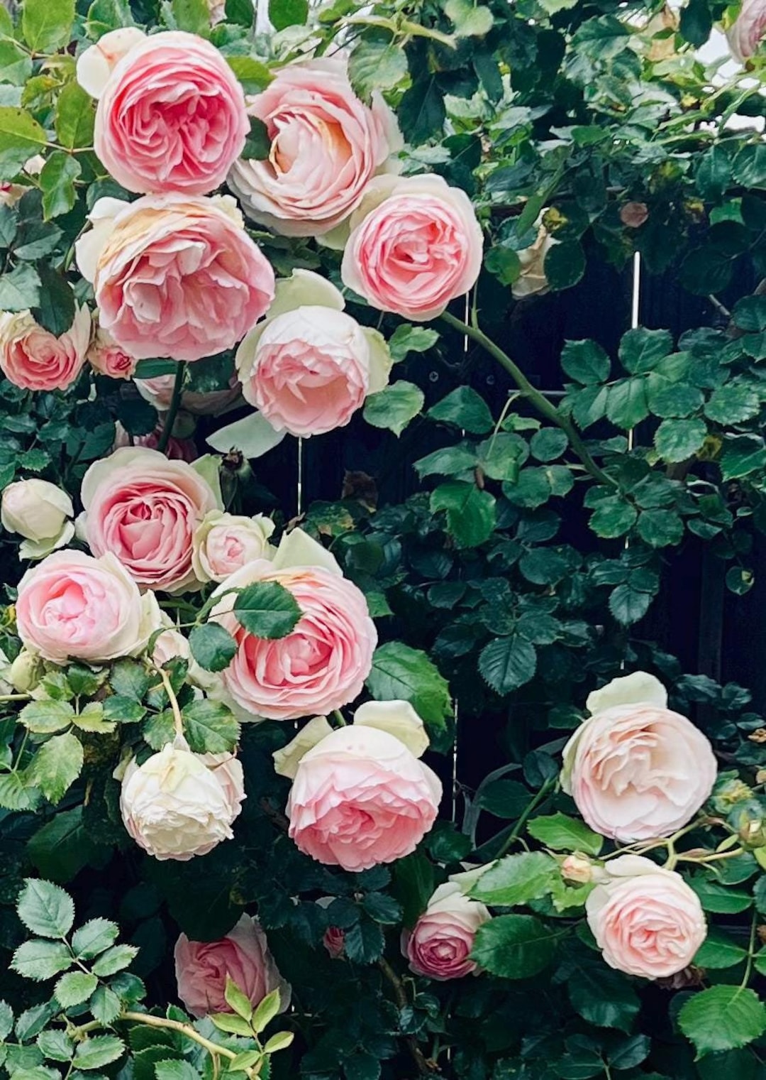 Pink Roses, Pink Rose Photograph, Eden Roses, Floral Photography ...