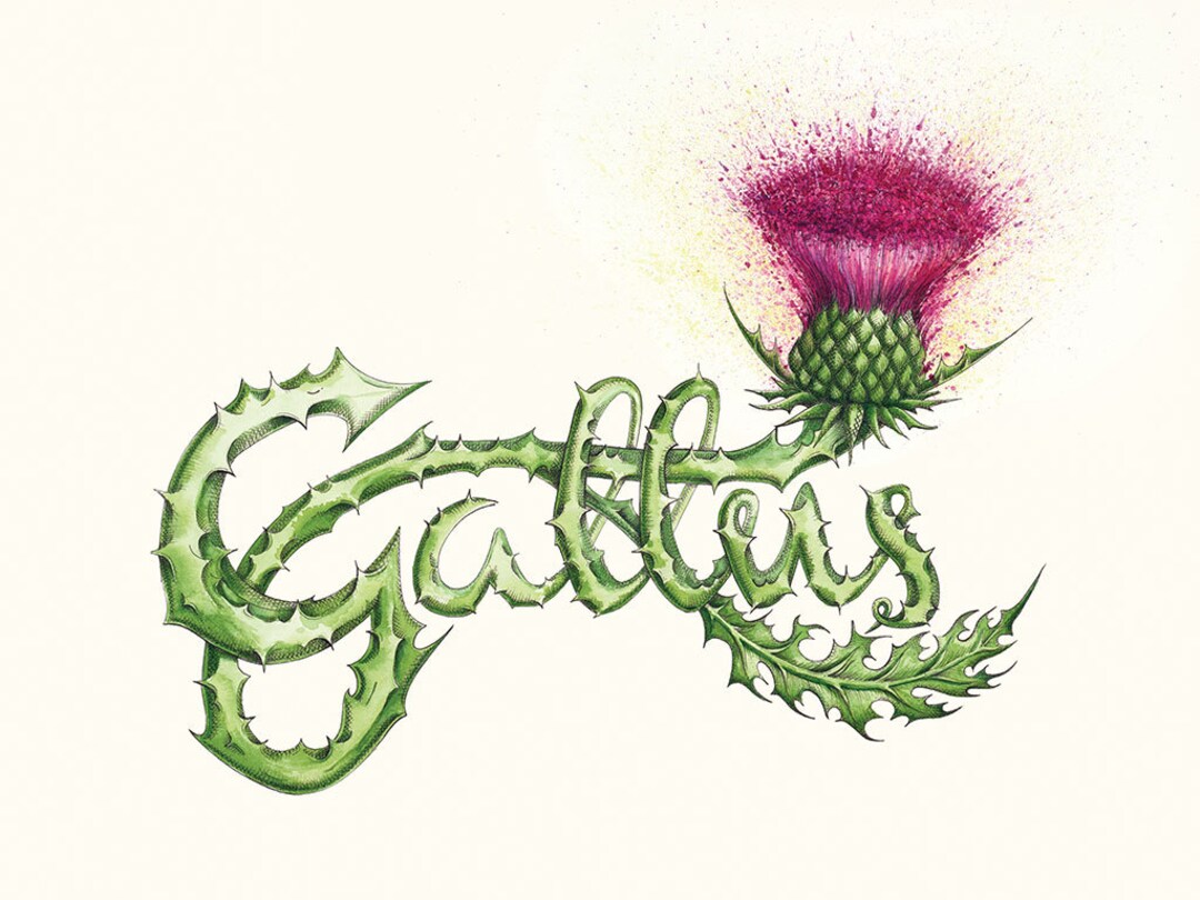 Gallus A5 Signed Print Scottish Print. Scottish Thistle Print ...