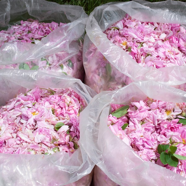 Bulgarian Rose - Etsy