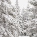 Snowy Pine Trees Wall Art | Printable Winter Forest Print DOWNLOAD ...