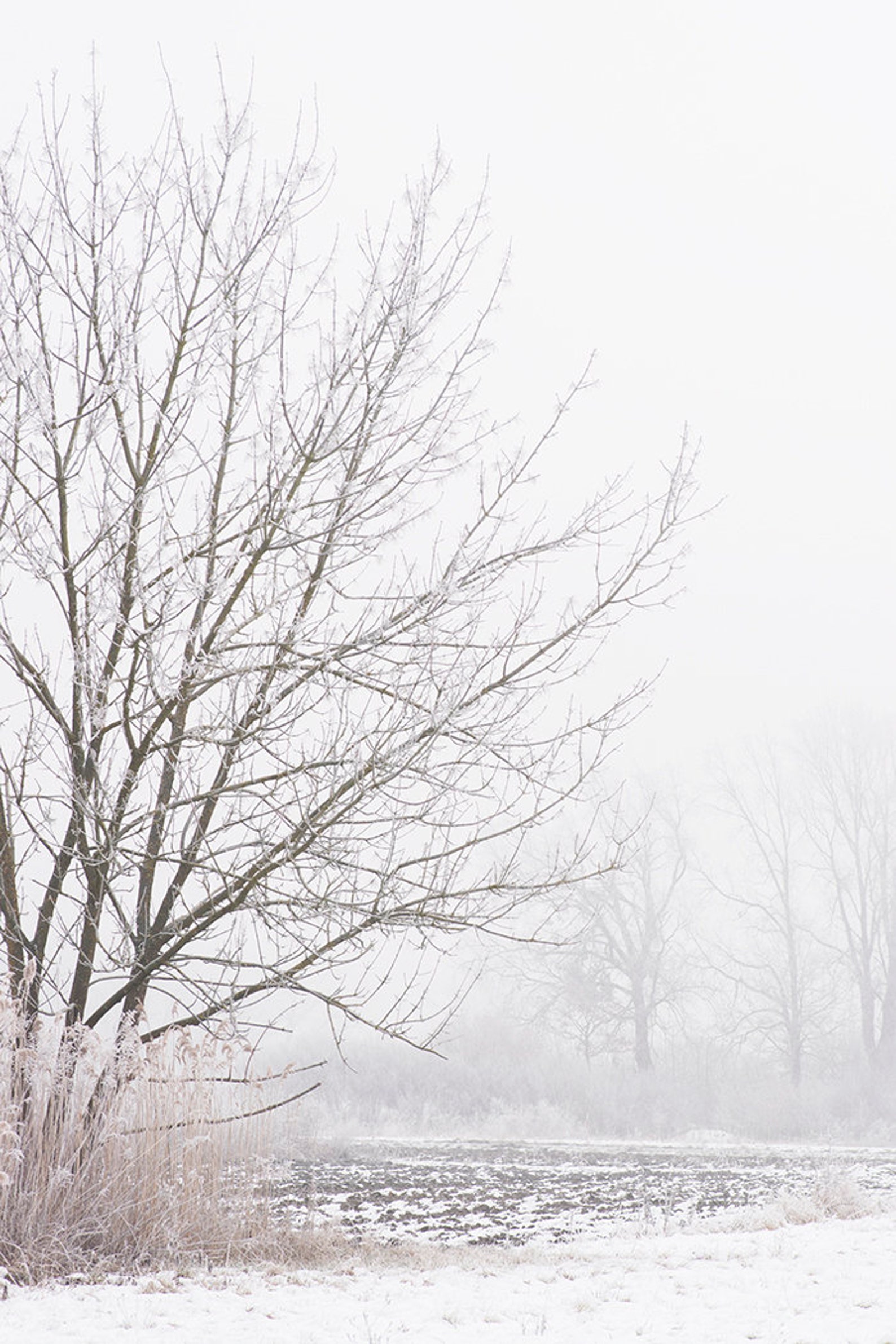 Tree Print Winter Landscape Christmas Decor Printable Wall Art - Etsy