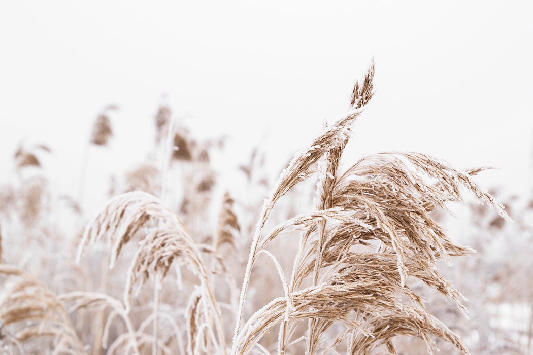 Grass Print Download Neutral Color Art Modern Prints Botanical Pampas ...